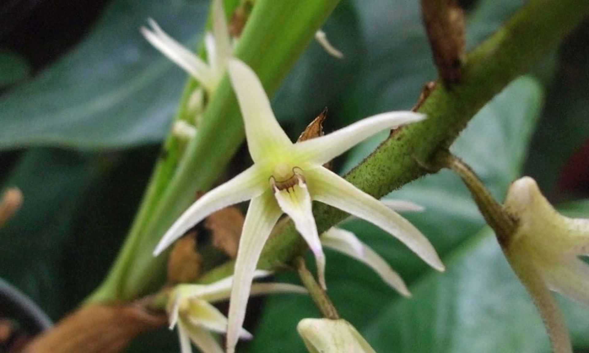 Eria Jarensis Extract– PointBlank Nutrition